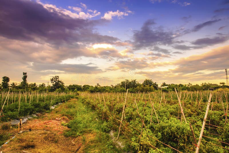 Vegetable Fields with Sky at Sunset Stock Image - Image of gardening ...