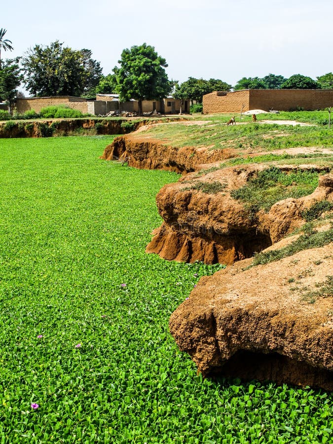Nigerian Vegetable Fields in the Summer Stock Photo - Image of mammals ...