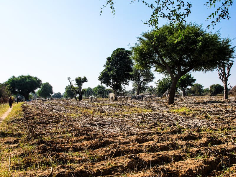 Summer in Nigeria stock image. Image of nigeria, summer - 146003995