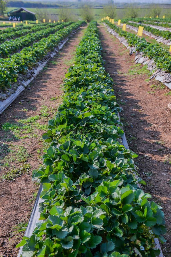 Vegetable stock image. Image of yummy, park, farm, small - 55230217