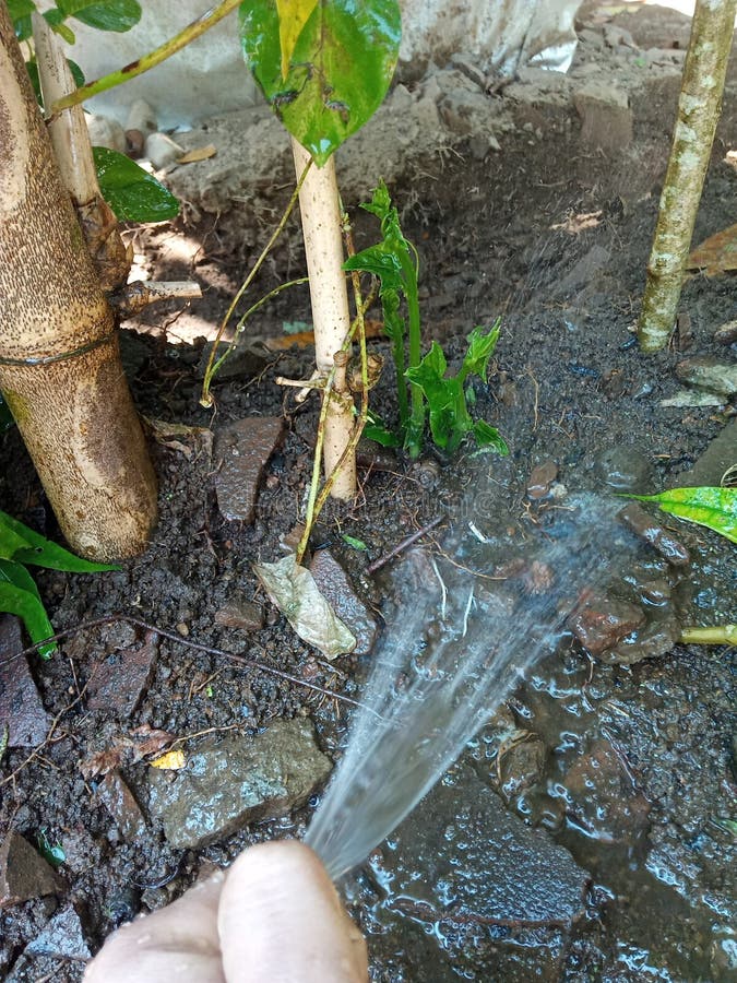 Vegetable fruit labu siam stock image. Image of labu - 288982303