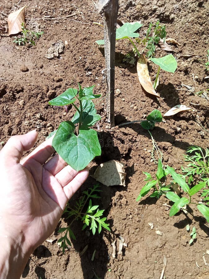 Vegetable Fruit Labu Siam Organic Stock Photo - Image of siam ...