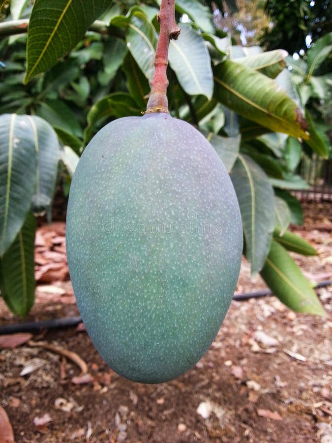 Vegetable & Fruit stock photo. Image of freshness - 43338206