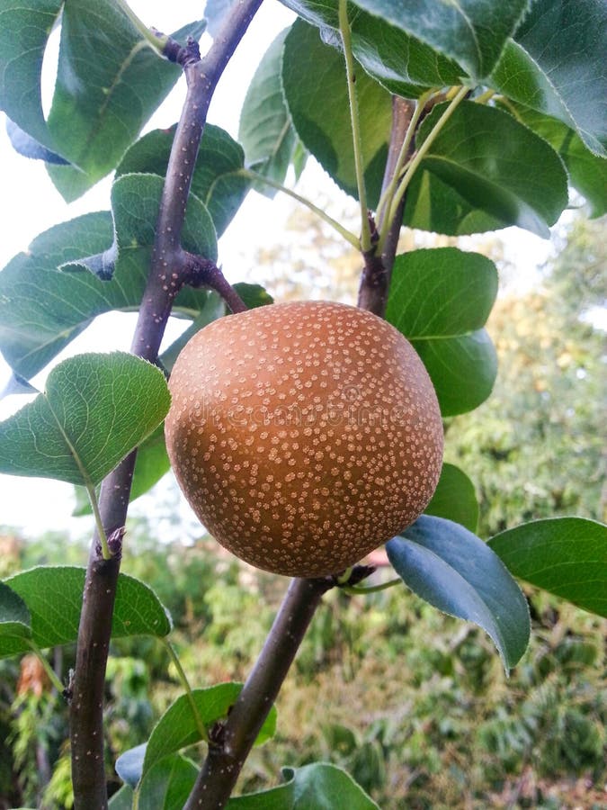 Vegetable & Fruit stock image. Image of garden, brown - 43338335