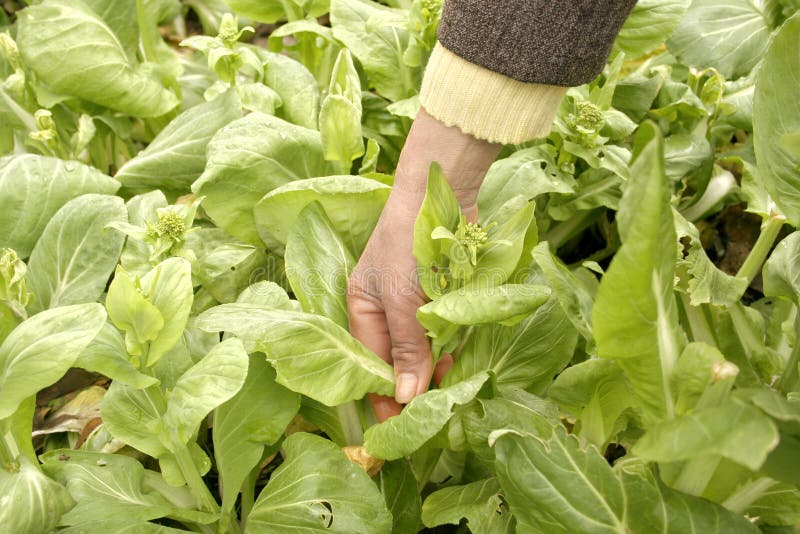 Vegetable Garden stock image. Image of garden, healthy - 8459081