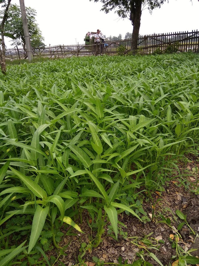 Vegetable stock photo. Image of vegetable, area, garden - 139246130