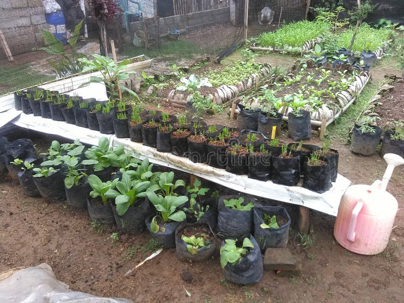 Vegetable garden stock image. Image of house, vegetable - 95726085