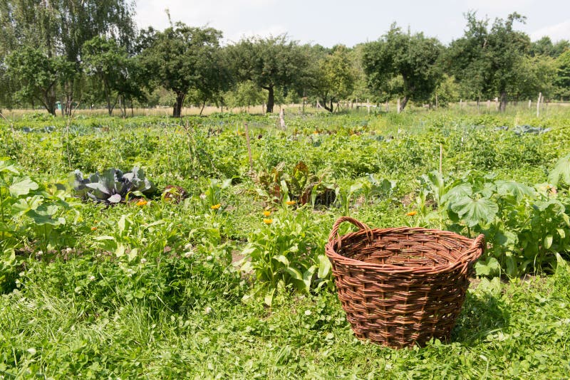 Vegetable Garden with Basket Stock Image - Image of planting, tree ...