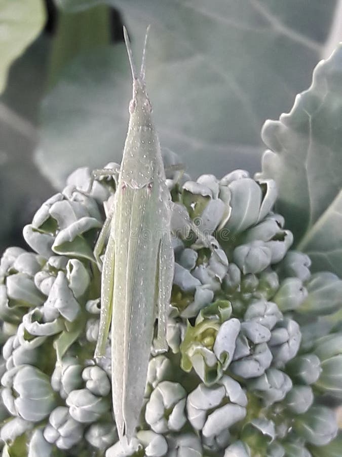 Vegetable Garden in Birta Moad Stock Image - Image of garden, birta ...