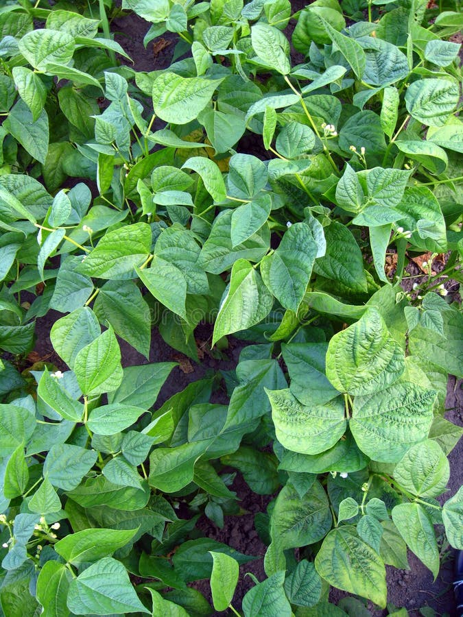 Vegetable Garden Blossoming Haricot Stock Photo - Image of vegetables ...