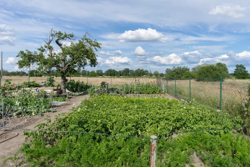 Vegetable Garden with Bushes and Trees Stock Photo - Image of tree ...