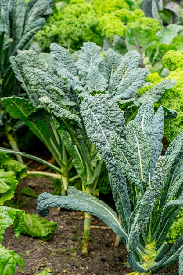 Vegetable Garden with Cabbage Plants Stock Image - Image of cabbage ...