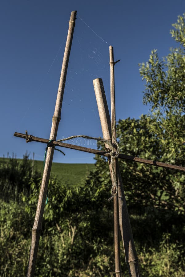 Vegetable Garden Canes Structure Stock Image - Image of agricultue ...