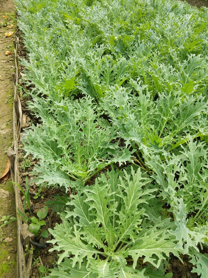 Vegetable Garden Color Green Texture Stock Photo - Image of lettuce ...
