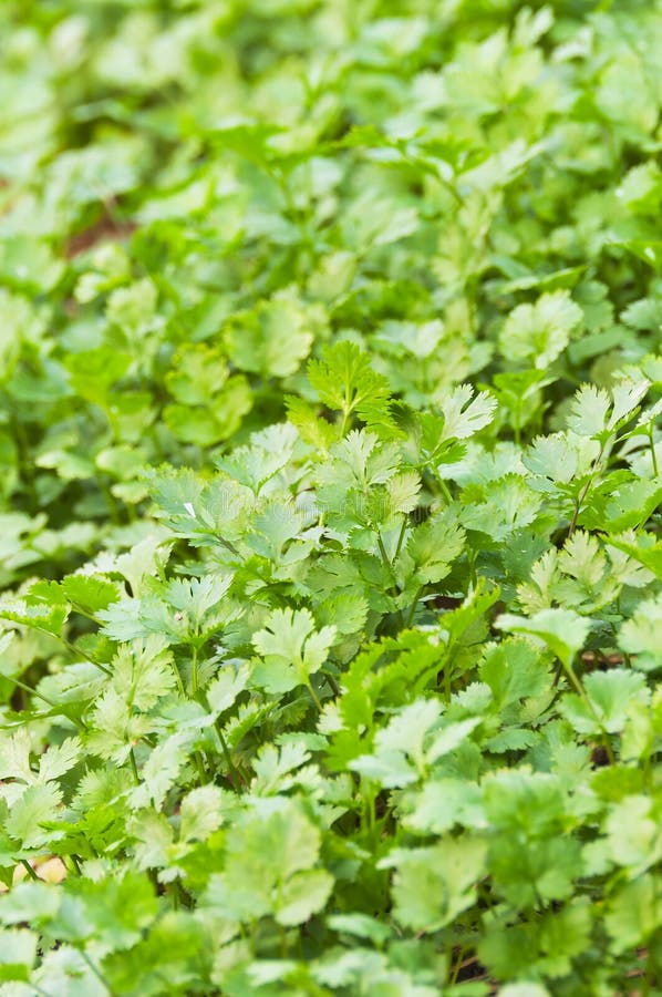 Vegetable Garden--coriander Leaves Stock Image - Image of spring ...