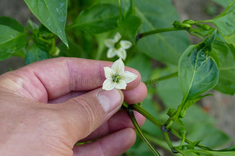 Vegetable Garden, Flower of the Pepper Plant Stock Photo - Image of ...