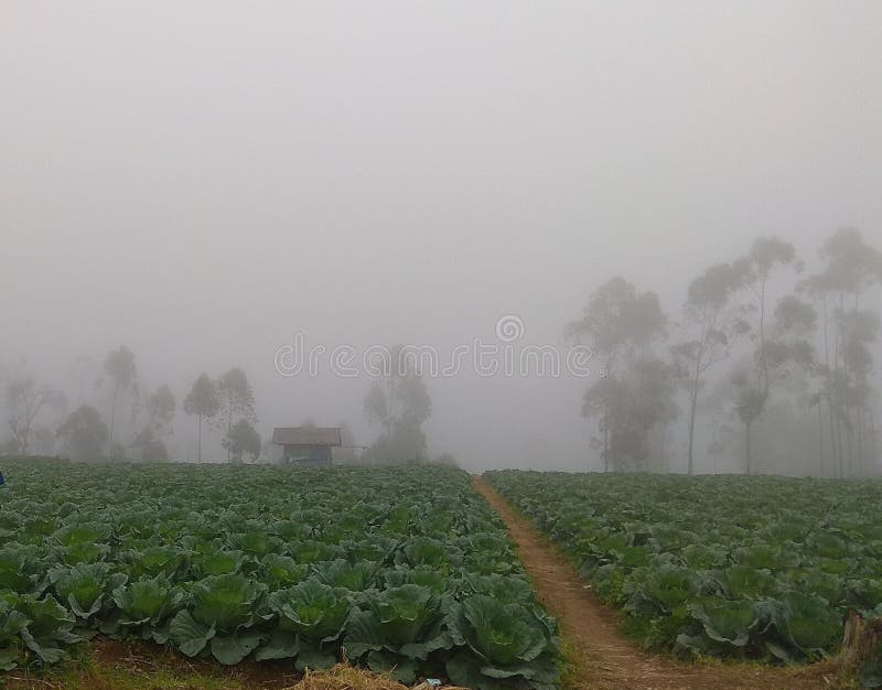 Vegetable Garden and Fog stock image. Image of horizon - 275197059