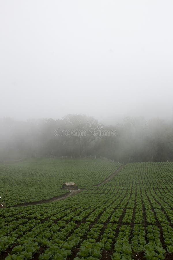 Vegetable Garden and Fog Around the Garden Stock Photo - Image of ...