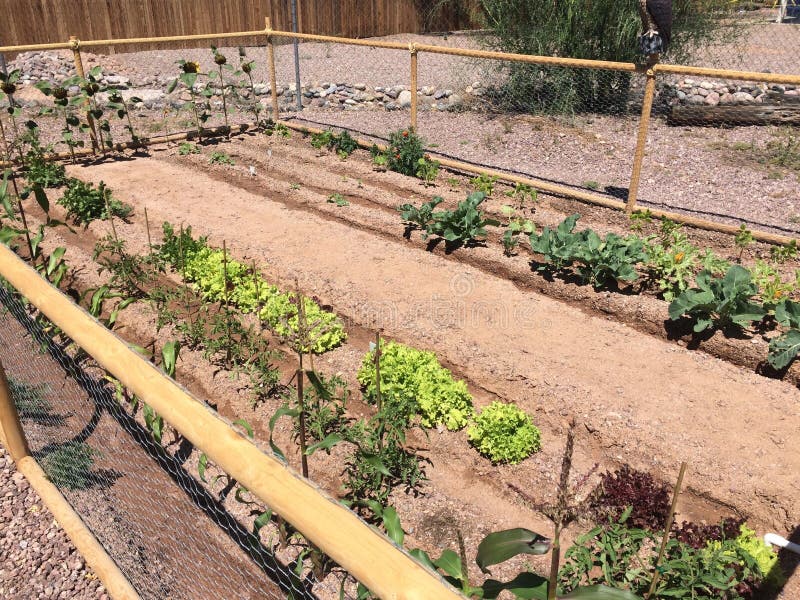 Vegetable Garden with Furrows in Apache Junction, Arizona Backyard ...