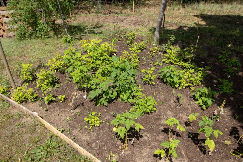 Vegetable Garden in High Summer Stock Image - Image of community ...