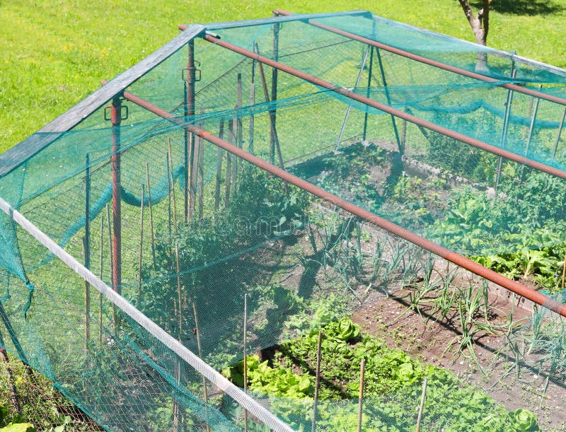 Vegetable Garden but with a Large Hail Protection Net To Avoid ...