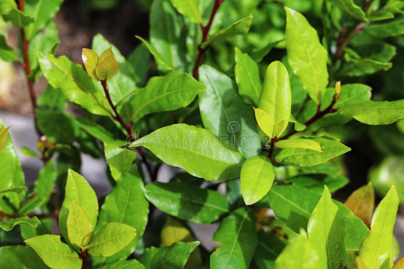 Laurus Pot Stock Photos - Free & Royalty-Free Stock Photos from Dreamstime