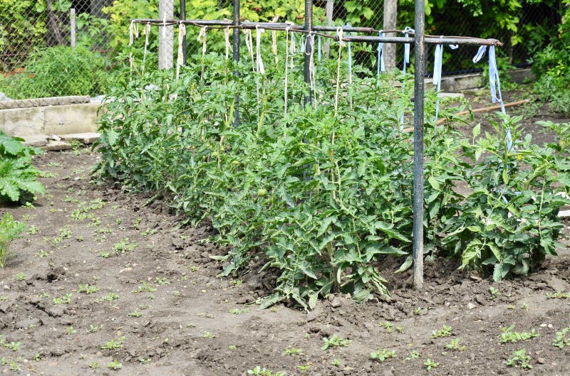 Vegetable Garden. stock photo. Image of grow, culture - 42190932