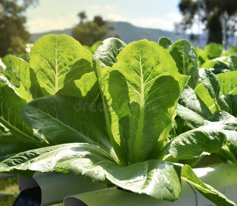 Vegetable garden stock image. Image of agriculture, market - 48573437