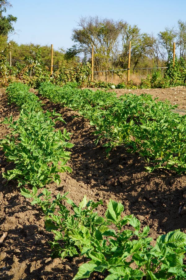 Vegetable garden stock photo. Image of green, vegetable - 273628616