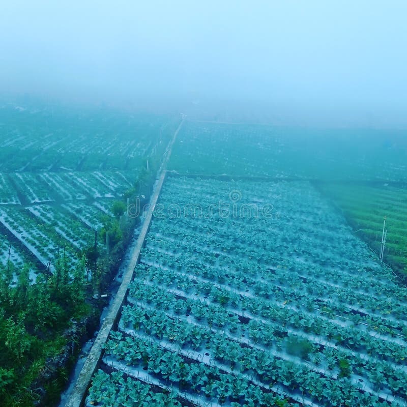 Mist stock photo. Image of mist, shrouded, mountain - 262312028