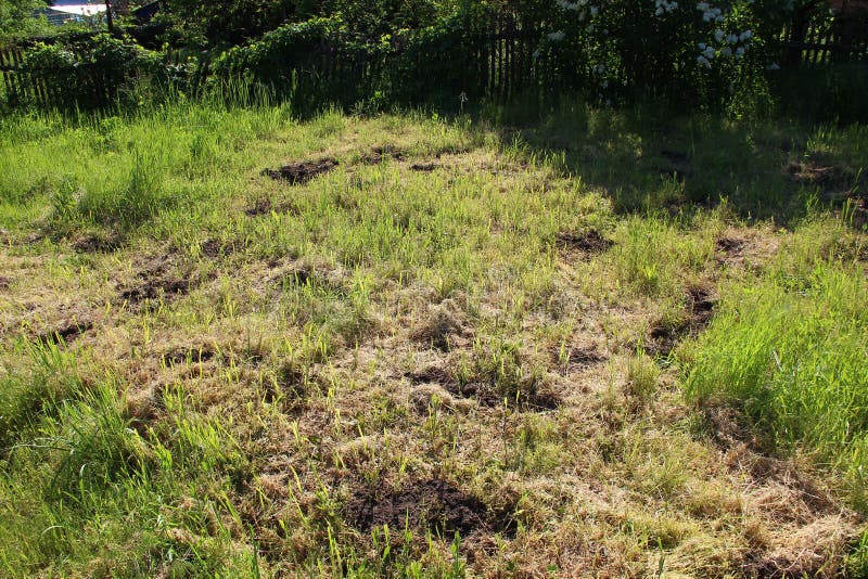 Vegetable Garden Overgrown with Weed Grass Stock Photo - Image of bunch ...
