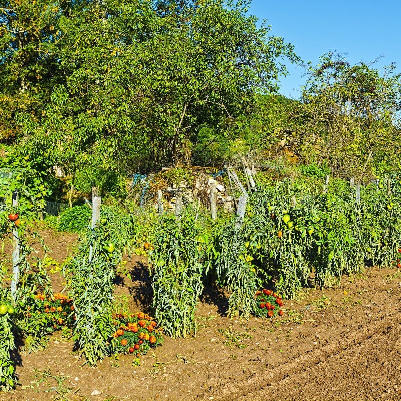 Vegetable Garden stock photo. Image of rural, soil, natural - 95409560