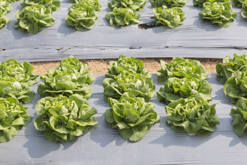Vegetable garden stock photo. Image of closeup, cultivated - 67881178