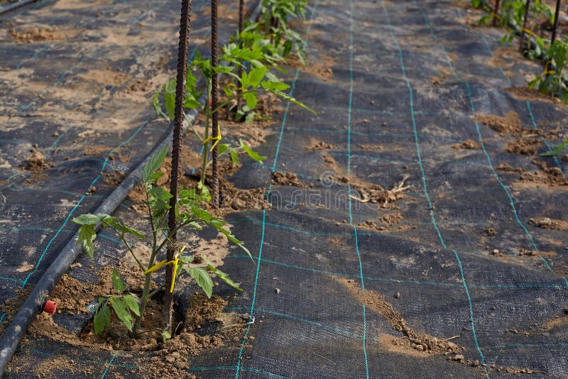 Vegetable Garden with Plastic Sheet Covered the Ground. Stock Photo ...