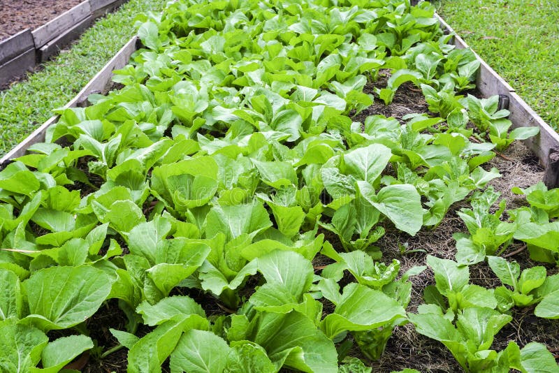 Vegetable garden plot stock image. Image of rural, ground - 224498011
