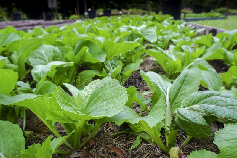 Vegetable garden plot stock photo. Image of plant, setting - 224498266