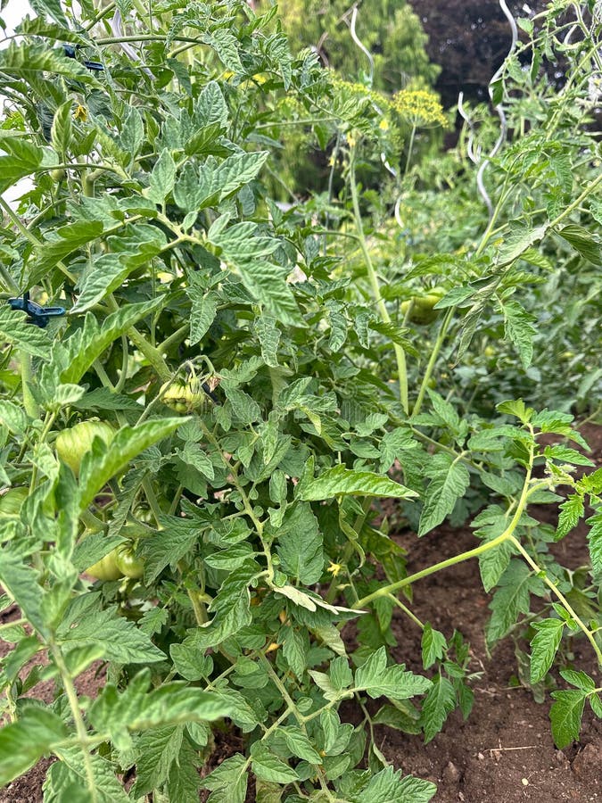 Vegetable Garden. Garden Plot, Vegetables Stock Image - Image of ...