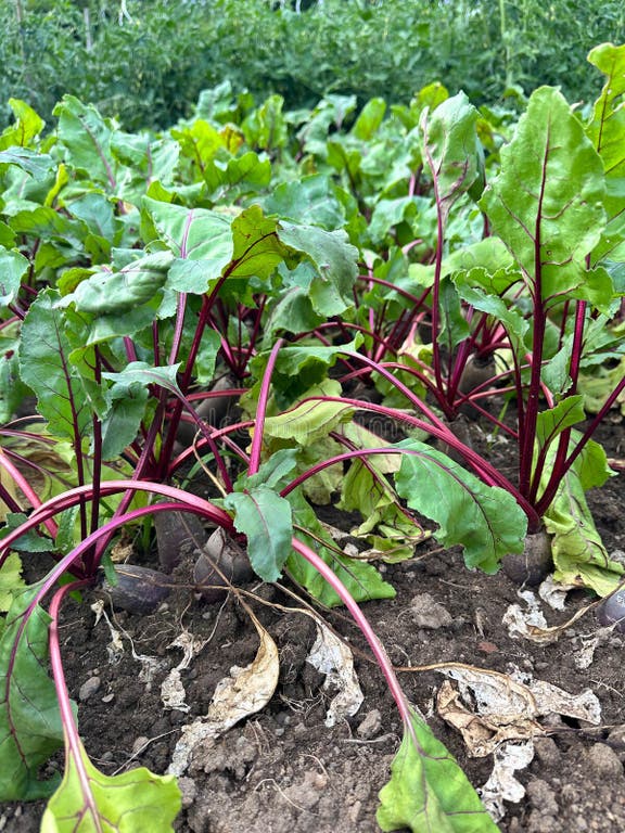 Vegetable Garden. Garden Plot, Vegetables Stock Photo - Image of clay ...