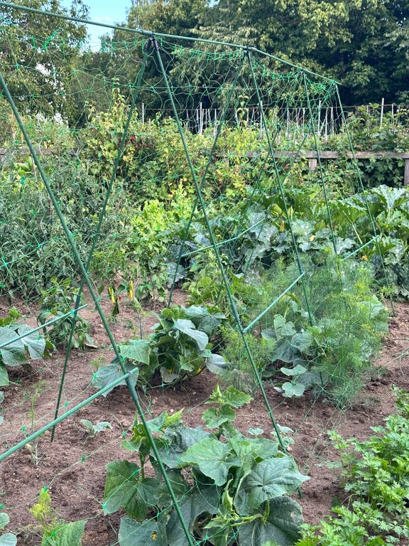 Vegetable Garden. Garden Plot, Vegetables Stock Photo - Image of carrot ...