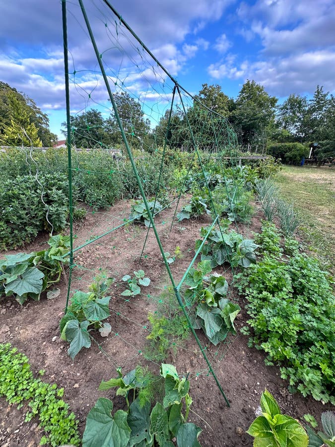 Vegetable Garden. Garden Plot, Vegetables Stock Photo - Image of clay ...