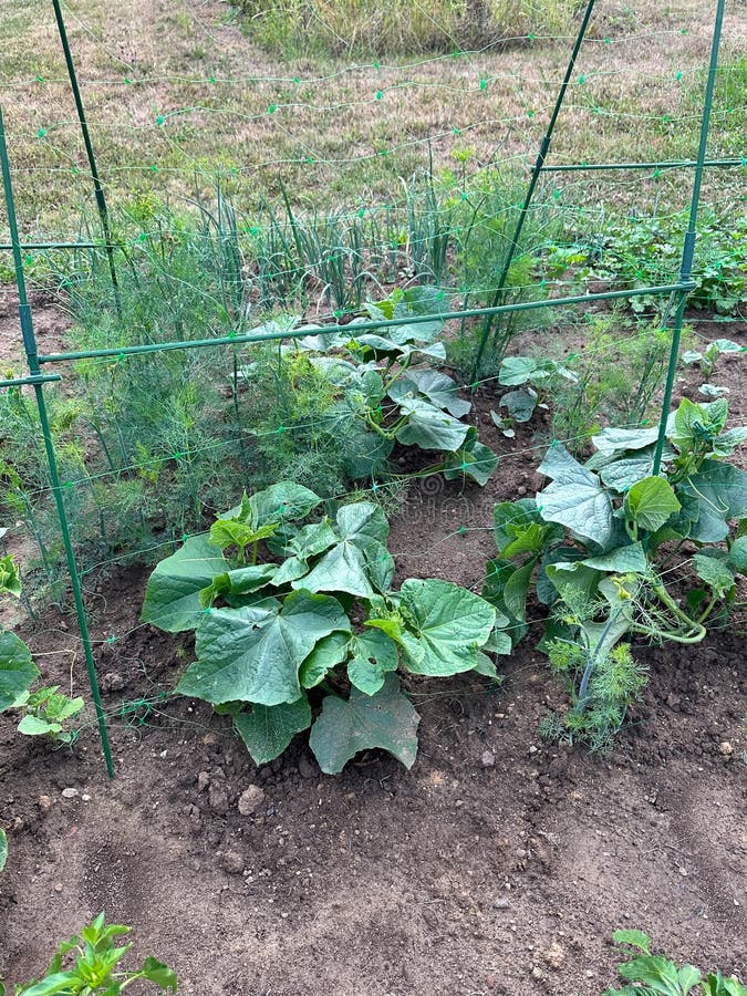 Vegetable Garden. Garden Plot, Vegetables Stock Image - Image of plot ...