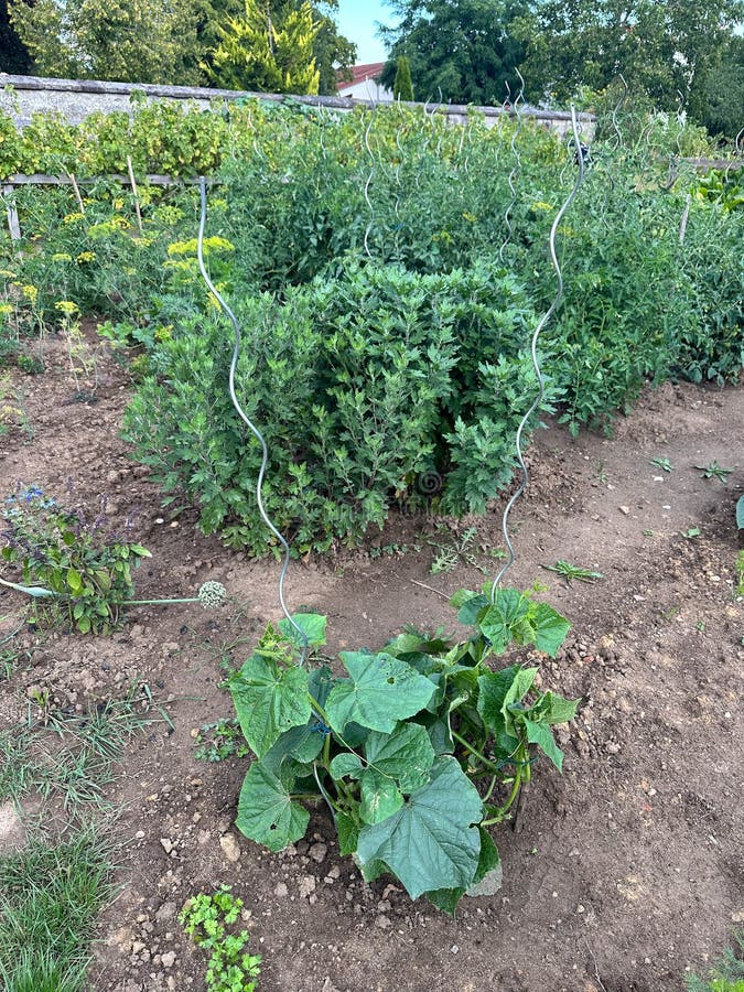 Vegetable Garden. Garden Plot, Vegetables Stock Image - Image of beet ...