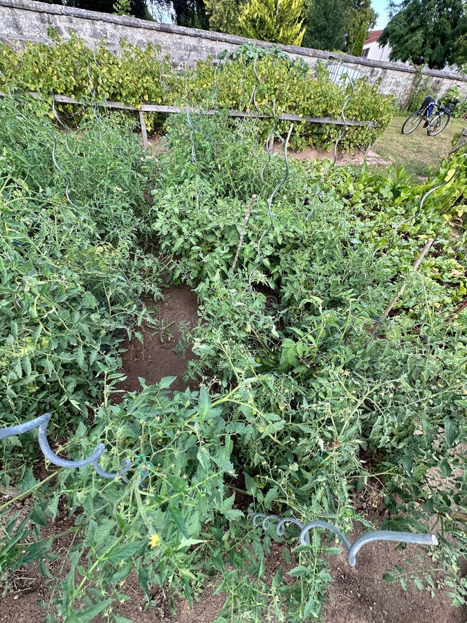 Vegetable Garden. Garden Plot, Vegetables Stock Photo - Image of ...