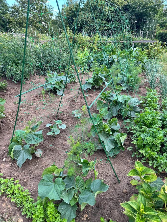 Vegetable Garden. Garden Plot, Vegetables Stock Image - Image of food ...