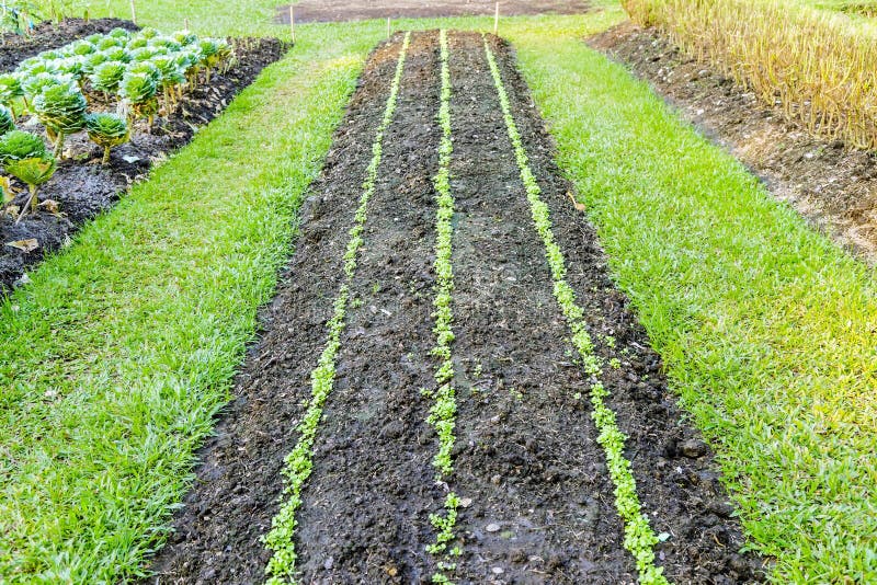 Mulch Varieties Stock Photos - Free & Royalty-Free Stock Photos from ...