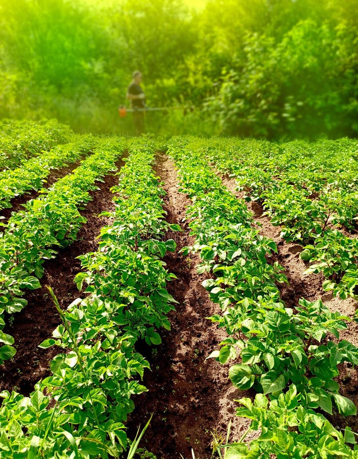 A Vegetable Garden with Potatoes in the Countryside. Long Rows of ...