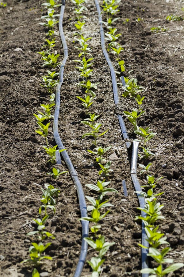 Vegetable garden stock photo. Image of grown, vegetable - 31093428