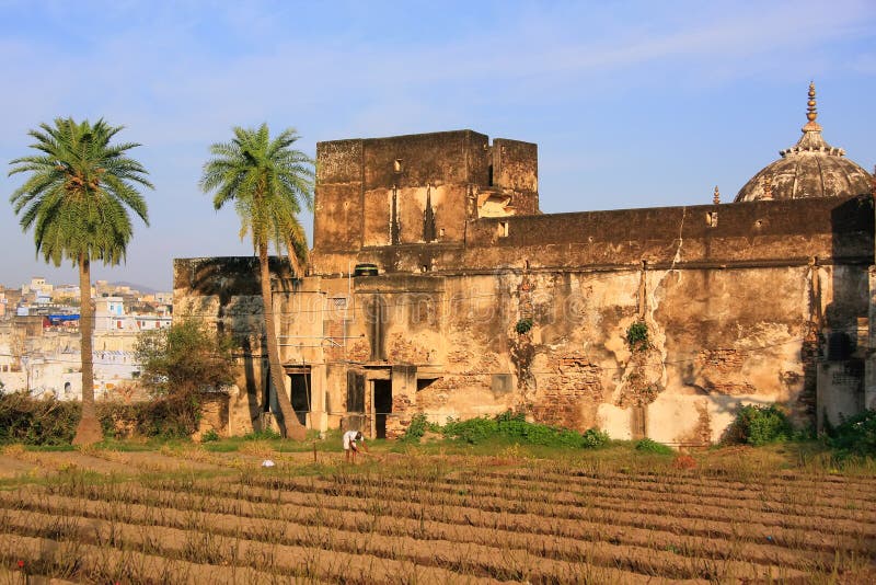 Vegetable Garden in Pushkar, India Stock Photo - Image of tree, palm ...