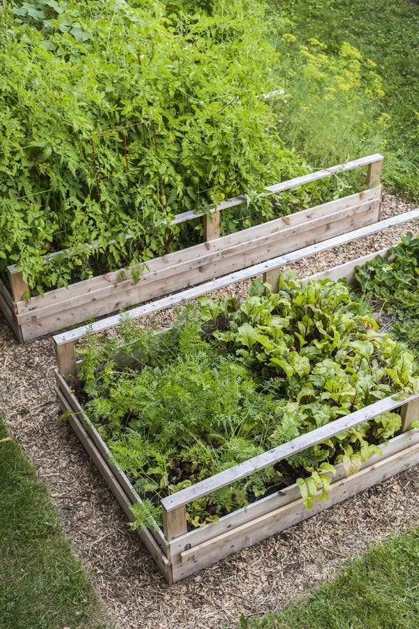 Vegetable Garden in Raised Boxes Stock Photo - Image of boxes ...