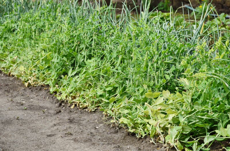 Vegetable Garden. stock photo. Image of outside, rural - 42190942